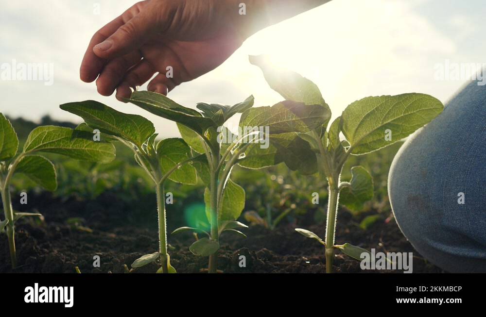 Environmental agriculture Stock Videos & Footage - HD and 4K Video ...