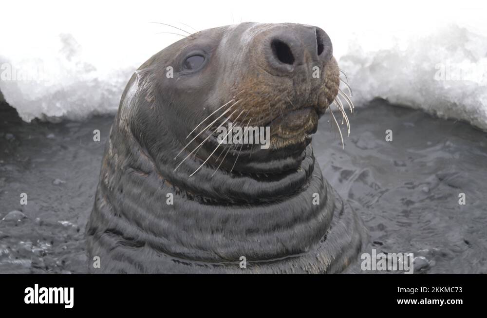 Big nosy Grey Seal deep breathing on a gap at a frozen lake surface ...