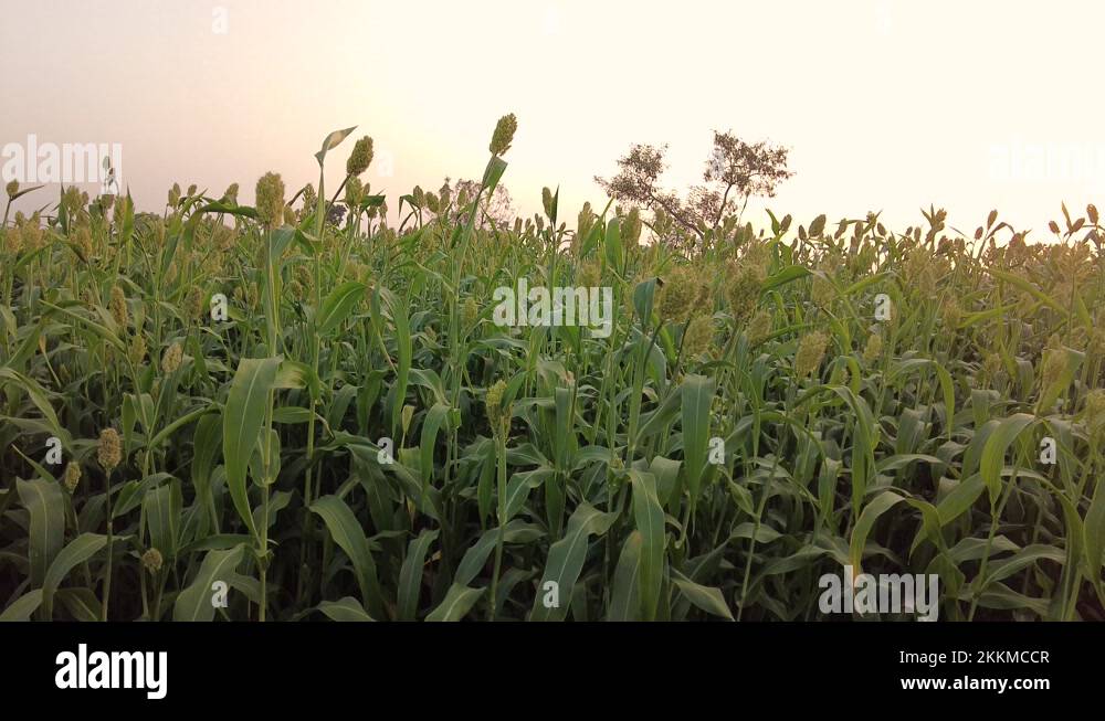 Jowar Stock Videos & Footage - HD and 4K Video Clips - Alamy