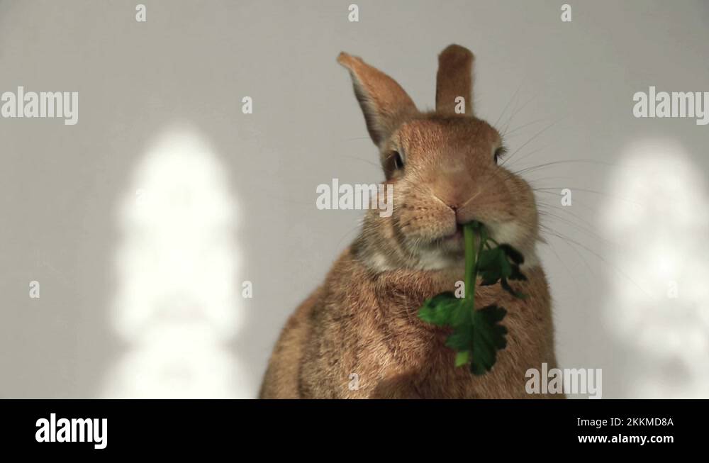 In dappled light Stock Videos & Footage - HD and 4K Video Clips - Alamy