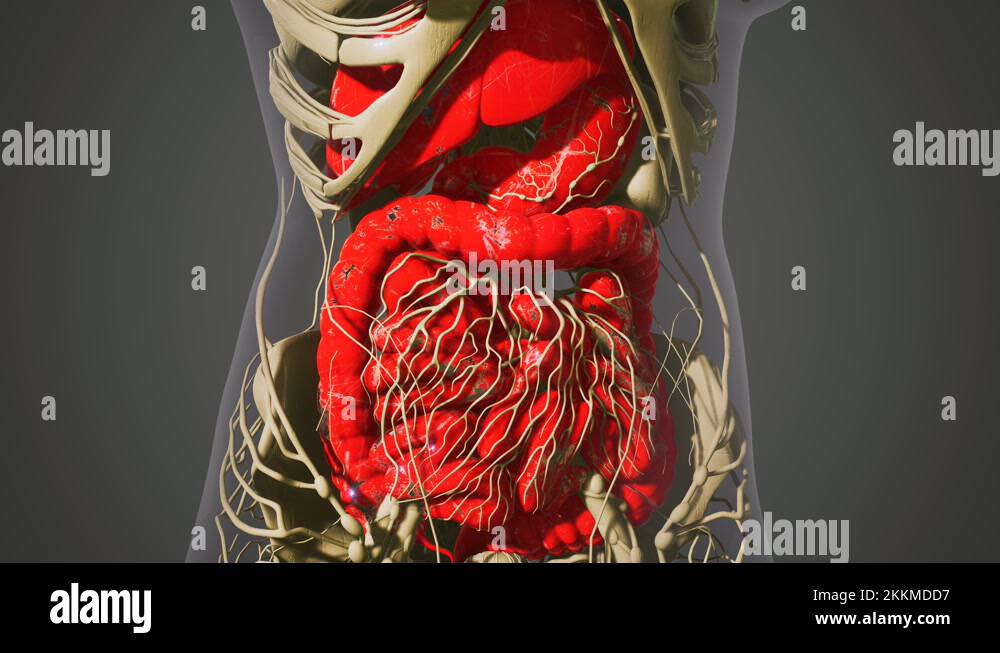 detailed human digestive system anatomy Stock Video Footage - Alamy
