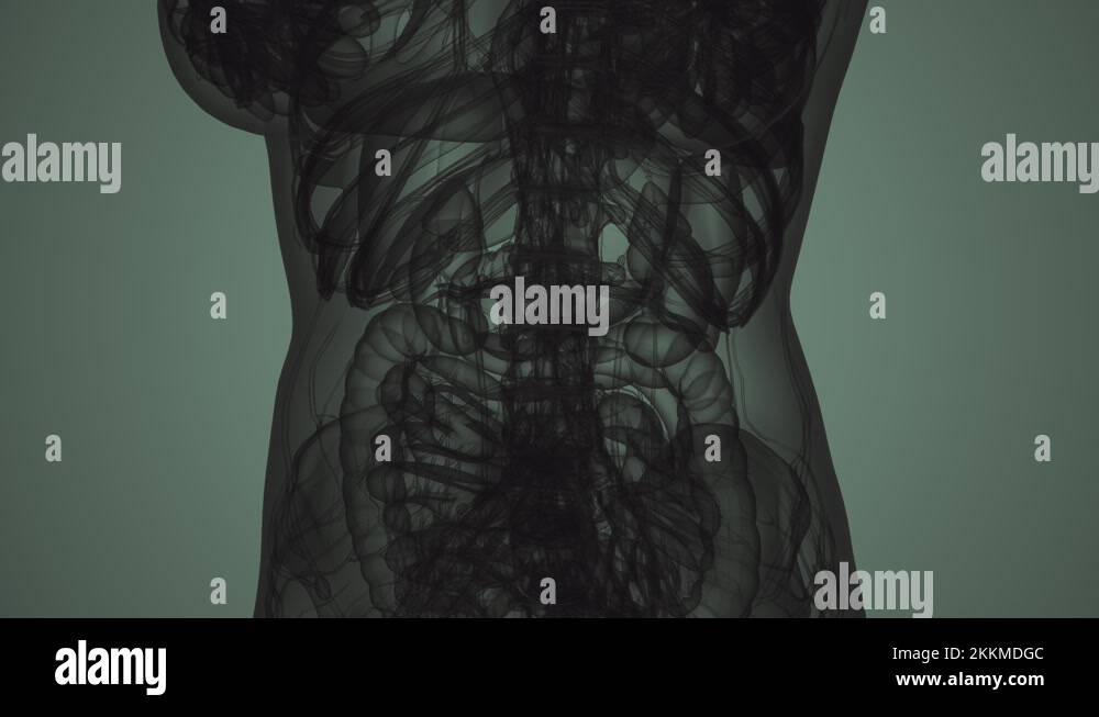 3D MRI Woman Body Scan Stock Video Footage - Alamy