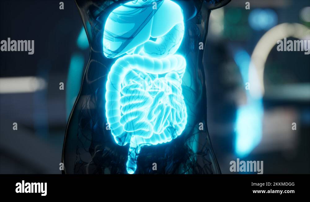human digestive system anatomy exam in laboratory Stock Video Footage ...
