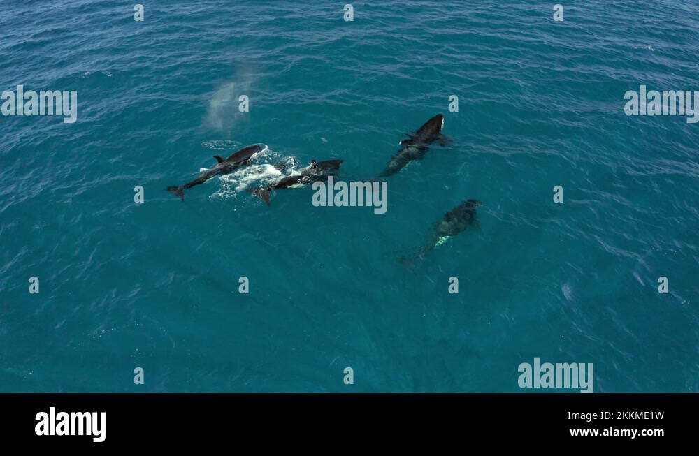 Breaching killer whales Stock Videos & Footage - HD and 4K Video Clips ...