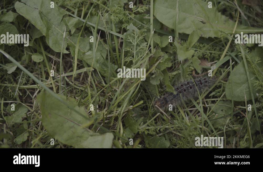 Gypsy moth caterpillar crawling among grass and leaves, handheld close ...