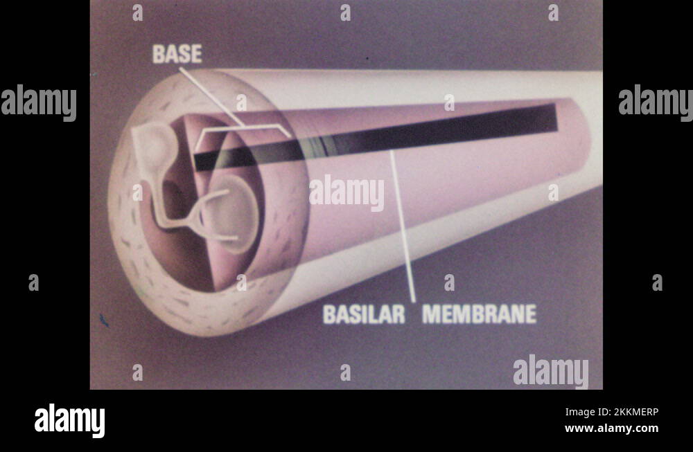 1960s: Illustration of Cochlea inside ear, with Basilar Membrane inside ...