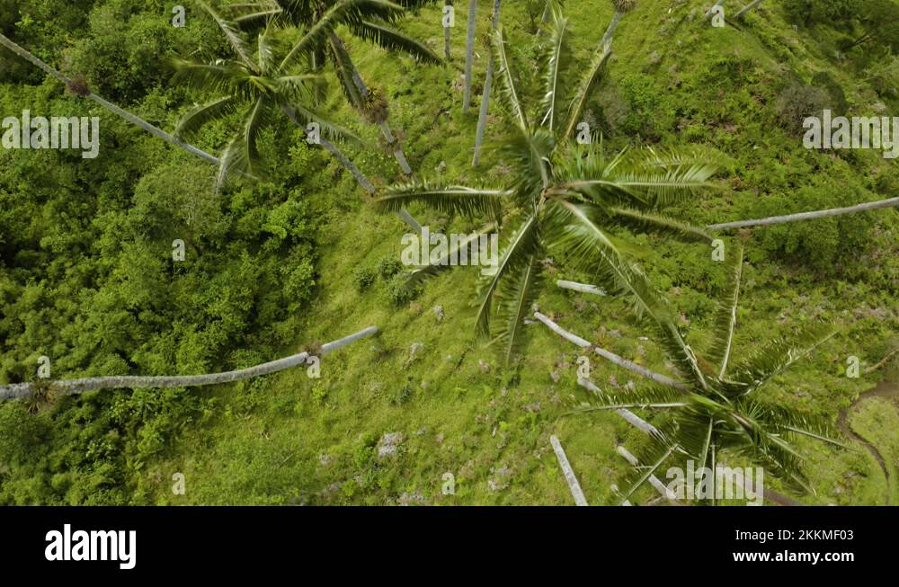 Top view rainforest tall trees Stock Videos & Footage - HD and 4K Video ...