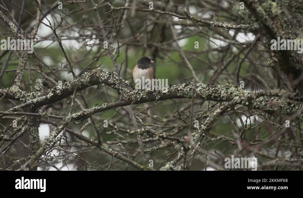 British tree species Stock Videos & Footage - HD and 4K Video Clips - Alamy