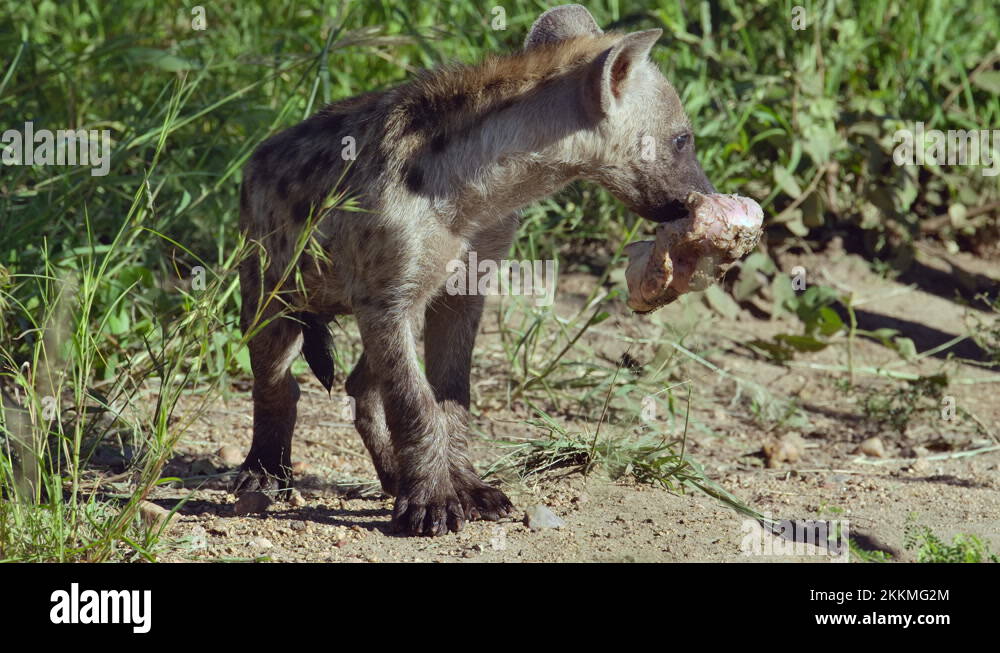 Spotted hyena mouth Stock Videos & Footage - HD and 4K Video Clips - Alamy