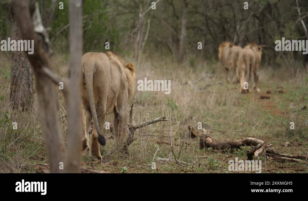 Lion pack hunting Stock Videos & Footage - HD and 4K Video Clips - Alamy