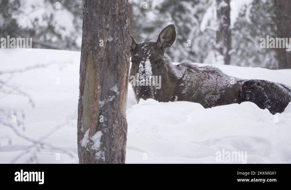 Lonely Moose hiding among the white mantle of snow in a cold forest ...