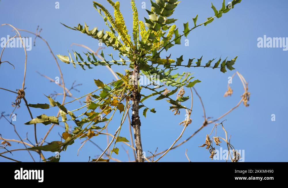 Chinese holly Stock Videos & Footage - HD and 4K Video Clips - Alamy