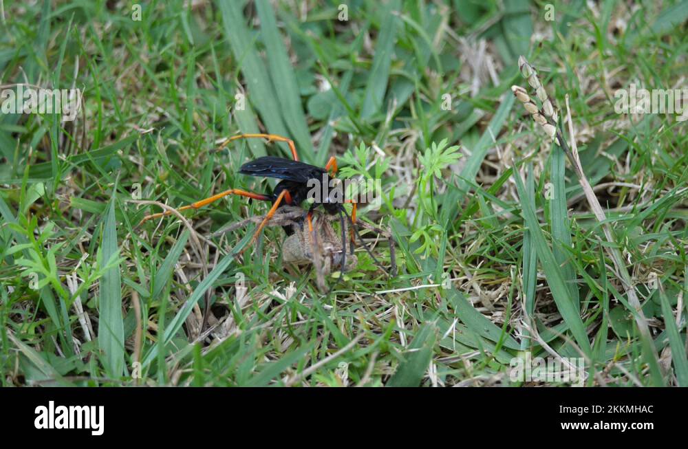 Red-femora Spider Wasp stings its prey, a twitching Huntsman Rain ...
