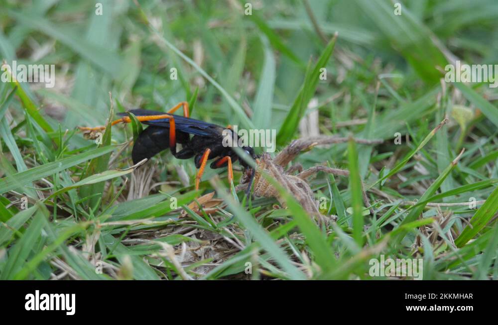 Spider hunting wasp Stock Videos & Footage - HD and 4K Video Clips - Alamy