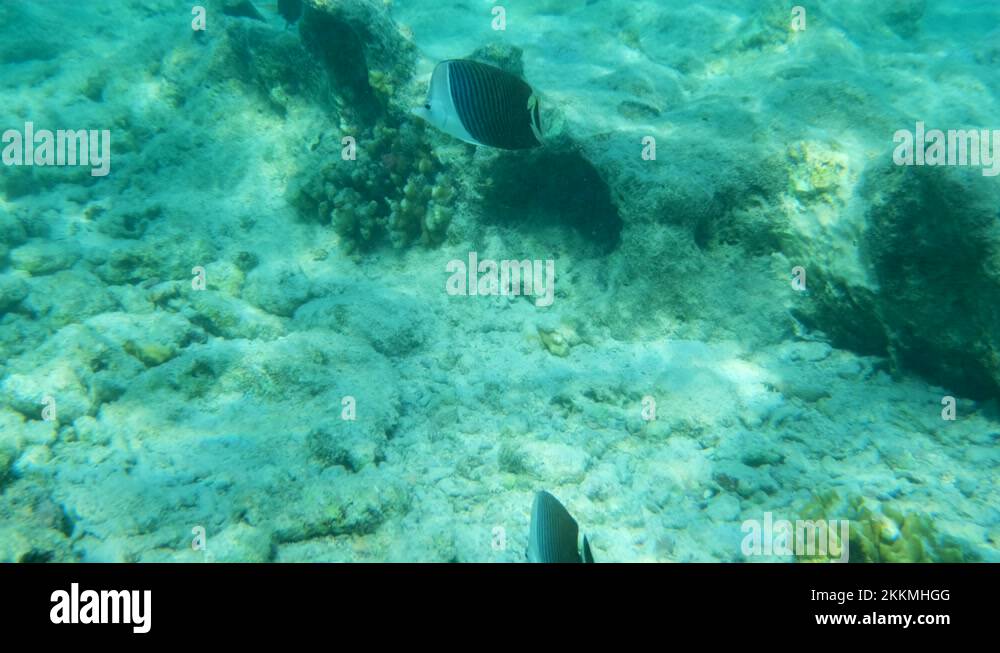 Butterflyfish swims over coral seabed. White-faced butterflyfish ...