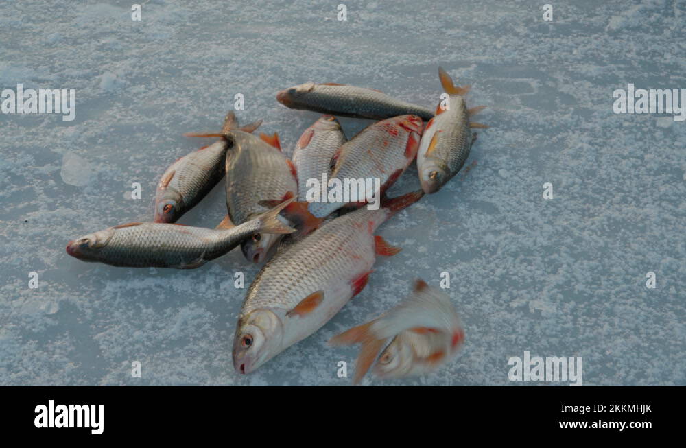 Fisherman lies Stock Videos & Footage - HD and 4K Video Clips - Alamy