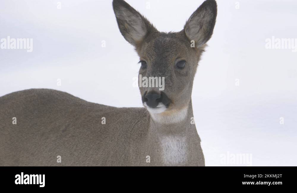 White tailed deer ruminant Stock Videos & Footage - HD and 4K Video ...