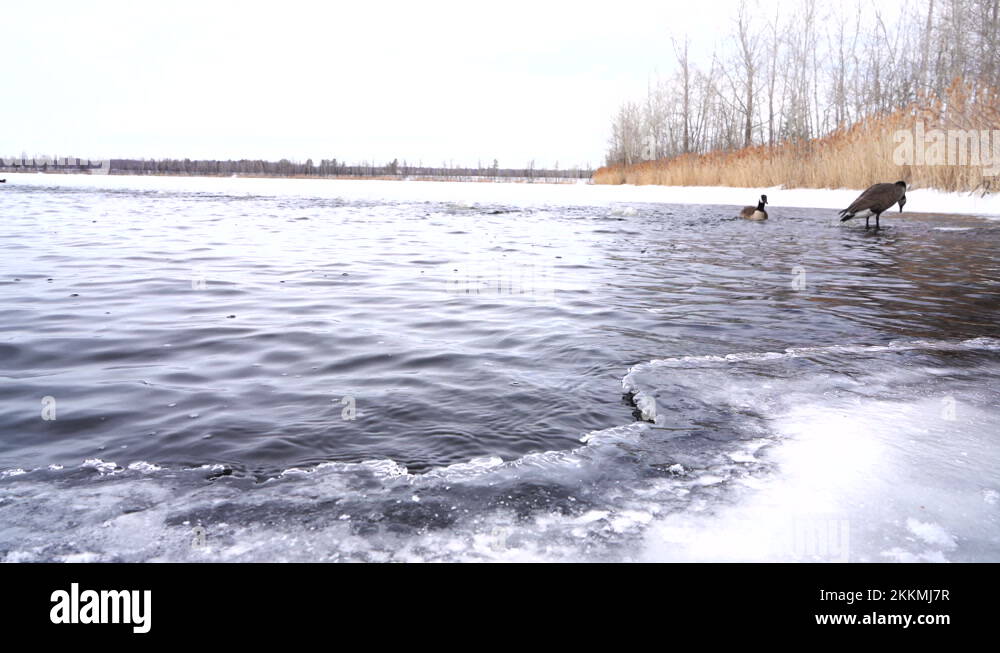 Bubble goose Stock Videos & Footage - HD and 4K Video Clips - Alamy