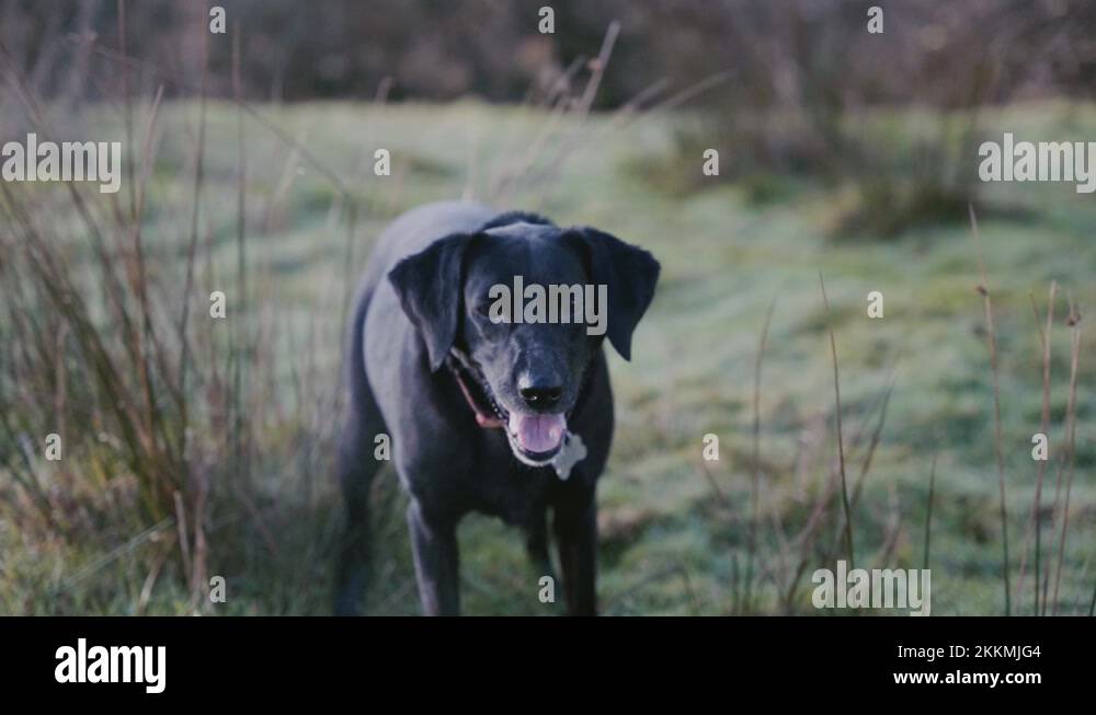 Labrador dog barking Stock Videos & Footage - HD and 4K Video Clips - Alamy