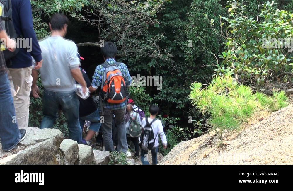 Schoolclass on a hiking trail in the forests of Miyajima island in ...