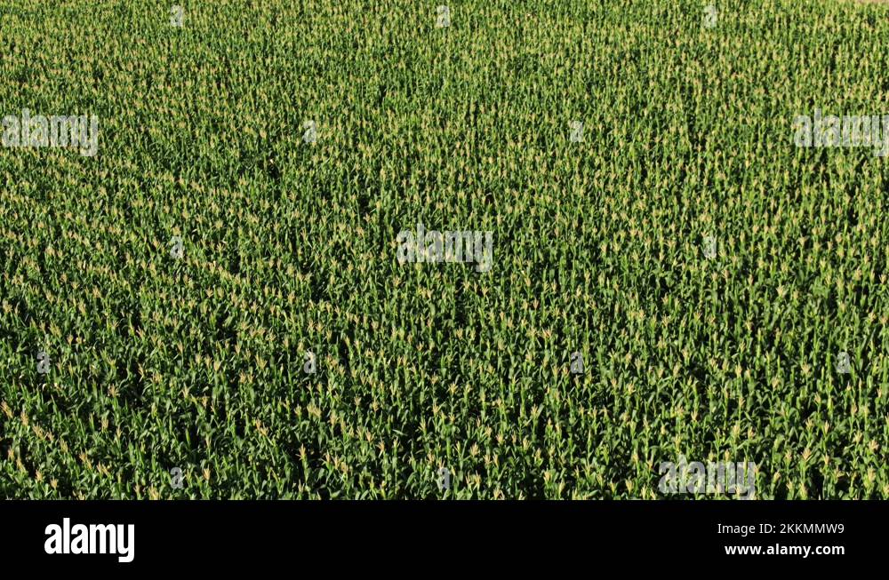 Maize crop mielies Stock Videos & Footage - HD and 4K Video Clips - Alamy
