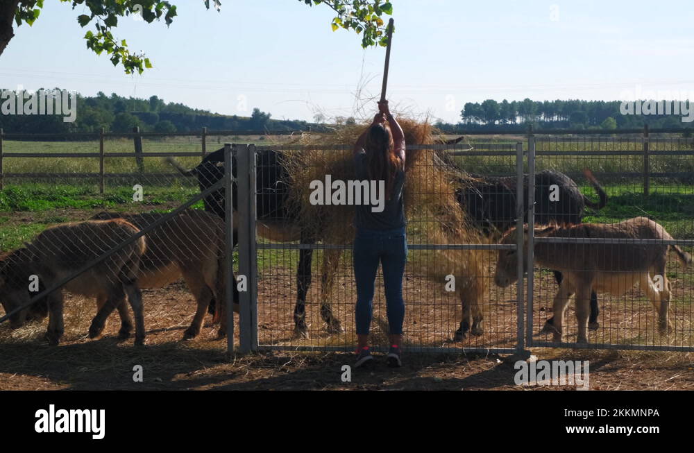 Donkey family Stock Videos & Footage - HD and 4K Video Clips - Alamy
