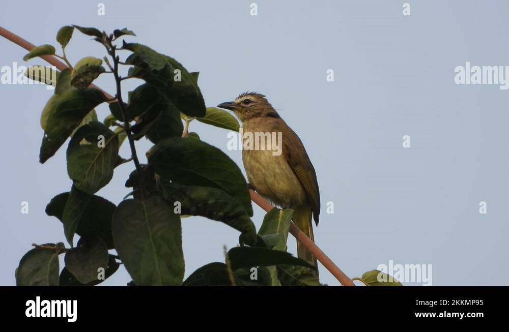 Buses tree Stock Videos & Footage - HD and 4K Video Clips - Alamy