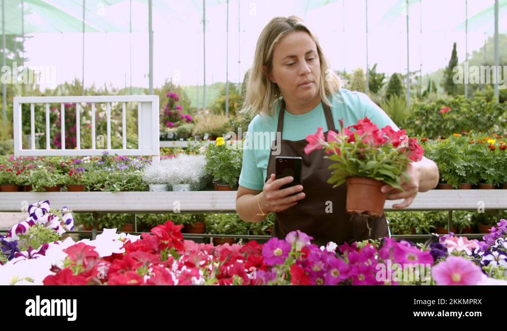 Petunia plants Stock Videos & Footage - HD and 4K Video Clips - Alamy