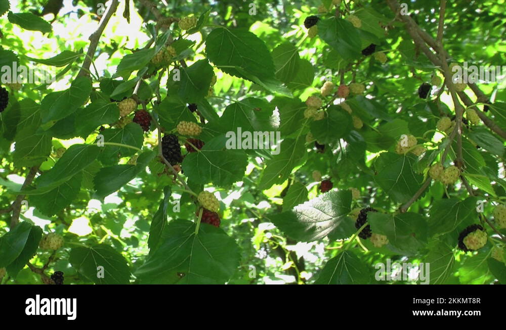 Mulberry tree morus Stock Videos & Footage - HD and 4K Video Clips - Alamy