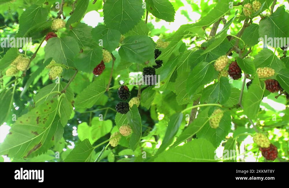 Mulberry Tree (Morus Alba) leaves and fruit in a strong breeze Stock ...