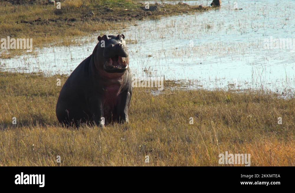 Hippo sitting Stock Videos & Footage - HD and 4K Video Clips - Alamy