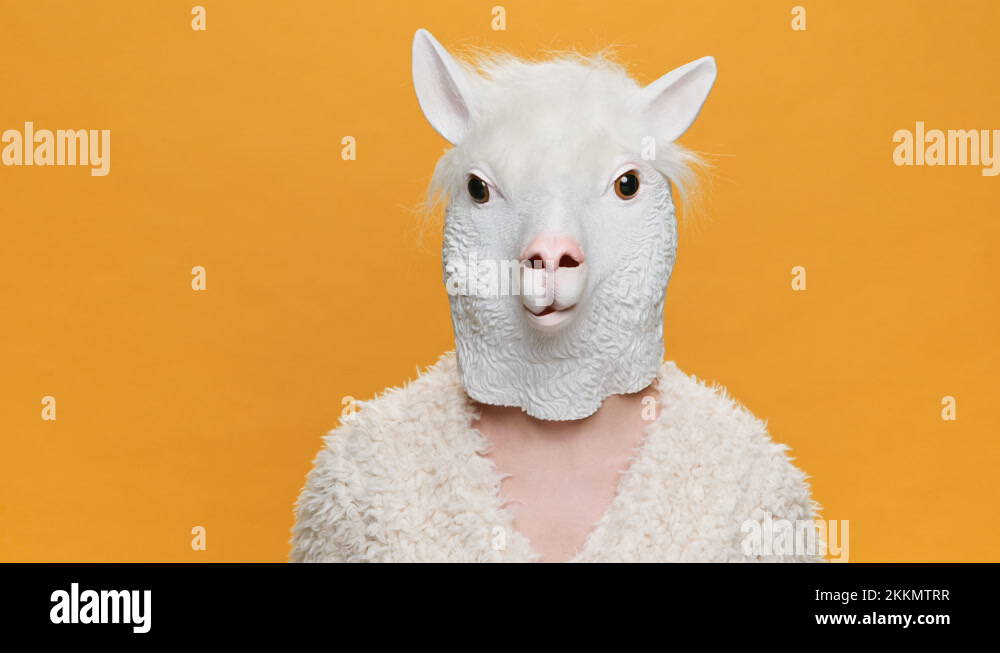 Woman and her llama Stock Videos & Footage - HD and 4K Video Clips - Alamy