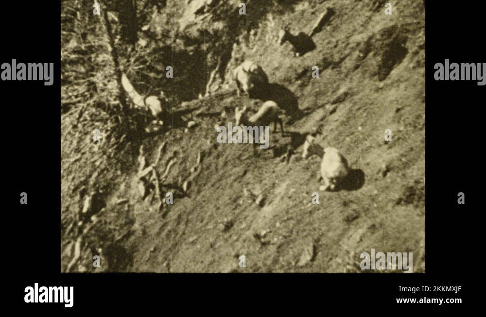 1930s: A herd of mountain goats scamper down the rock face of a ...