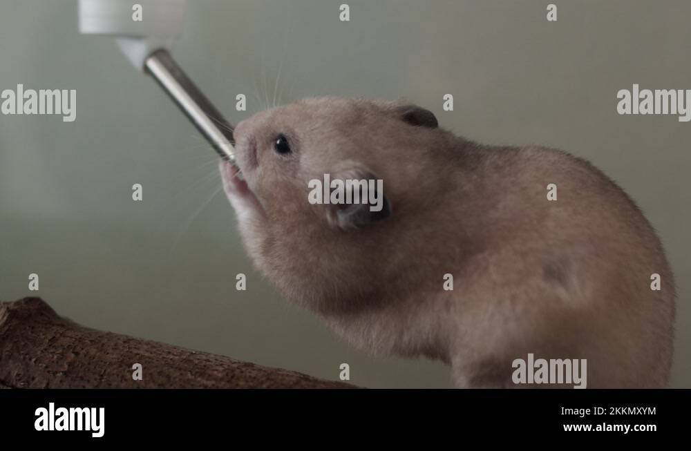 Syrianhamster Stock Videos & Footage - HD and 4K Video Clips - Alamy