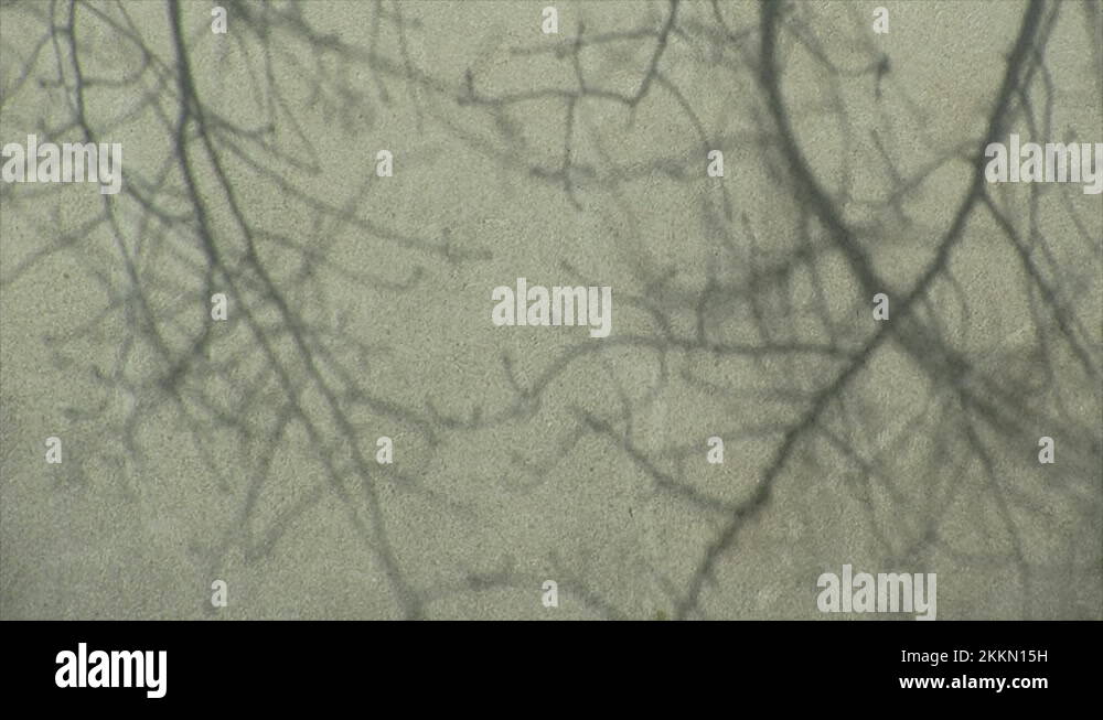 Stucco tree Stock Videos & Footage - HD and 4K Video Clips - Alamy