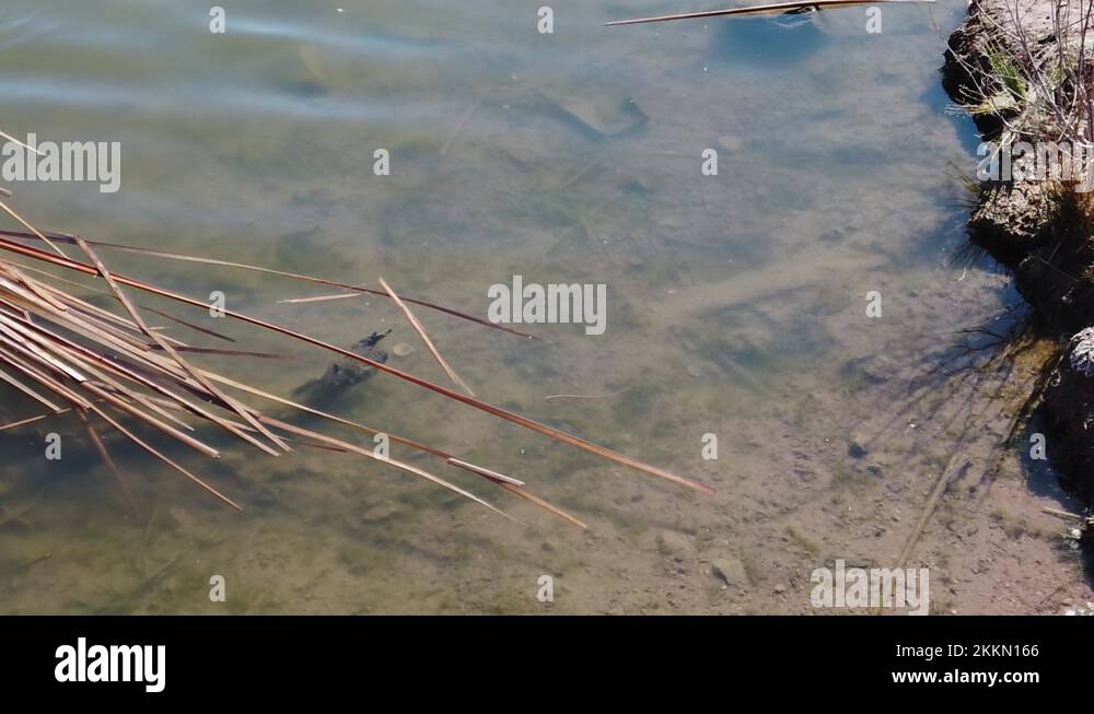 Tilt-up on the rippling water in a man-made pond in Papago Park ...