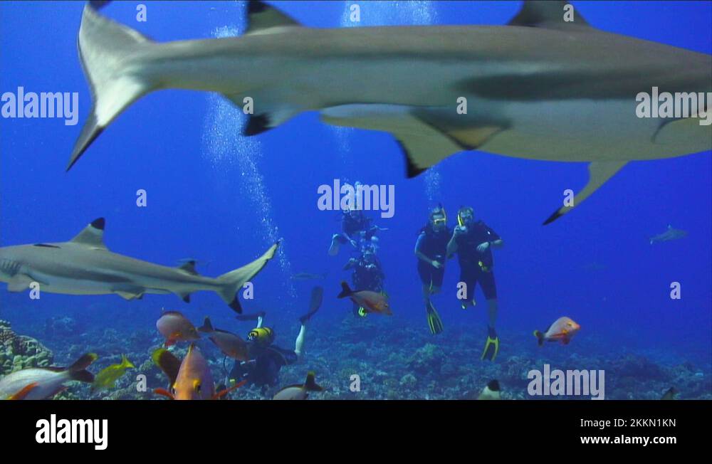 Shark underwater footage Stock Videos & Footage - HD and 4K Video Clips ...