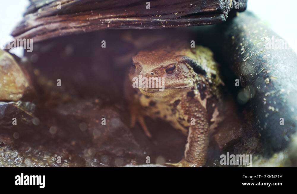 Bufo japonicus Stock Videos & Footage - HD and 4K Video Clips - Alamy
