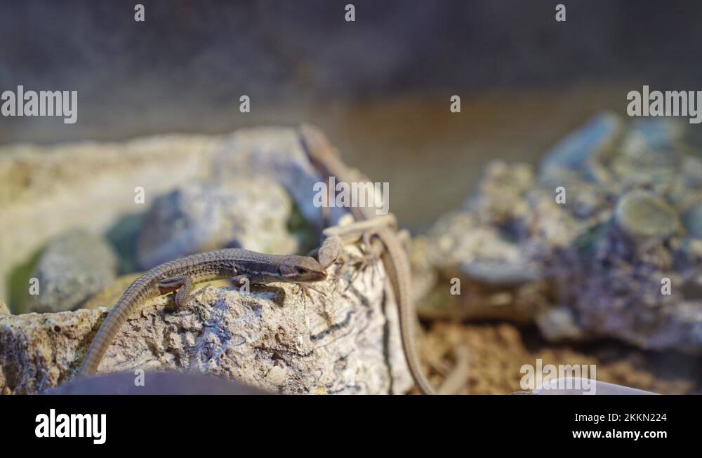 Lacertid Stock Videos & Footage - HD and 4K Video Clips - Alamy