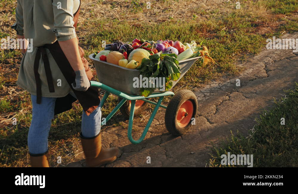 Farmer rolls a wheelbarrow full of organic vegetables set Stock Video ...
