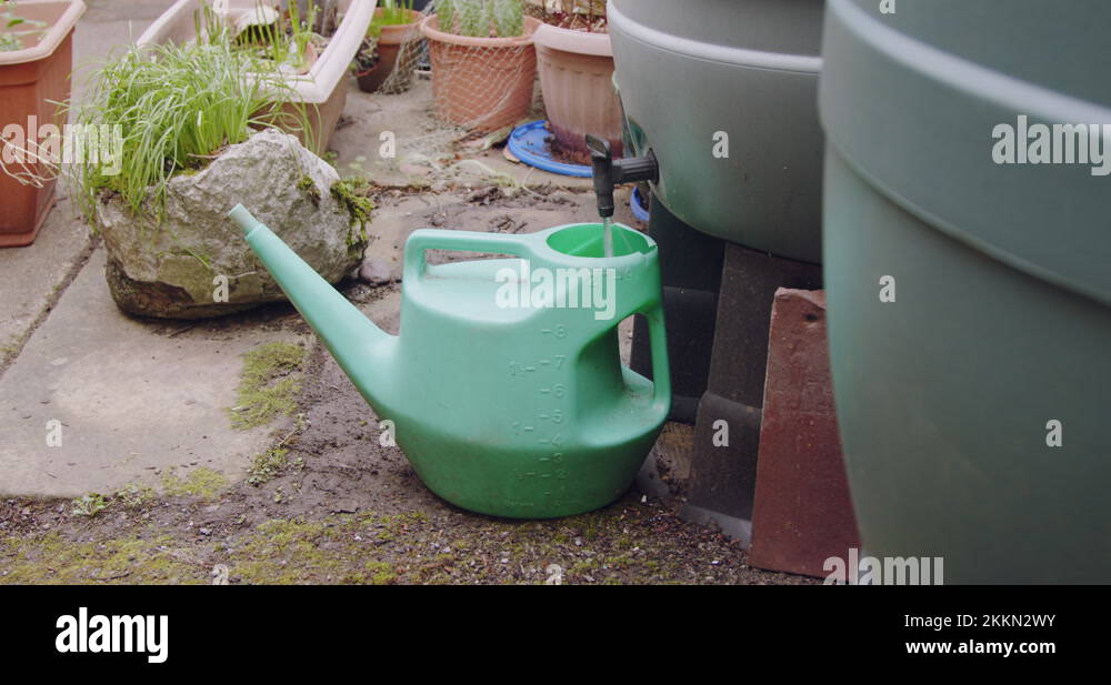 A watering can filling up from the rain water stored in a water barrel ...