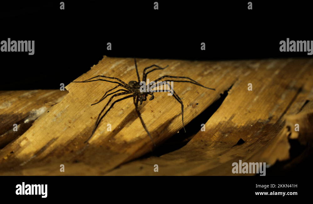 Giant water spider Stock Videos & Footage - HD and 4K Video Clips - Alamy