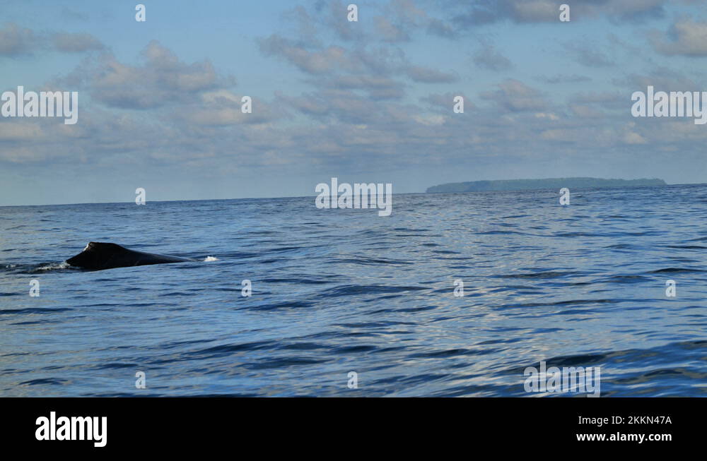 Humpback whale taking a breath Costa Rica marine life Corcovado ...