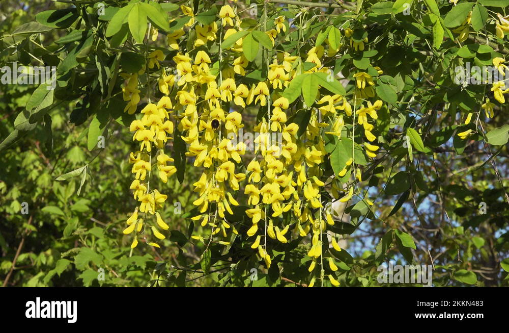 Yellow laburnum tree Stock Videos & Footage - HD and 4K Video Clips - Alamy