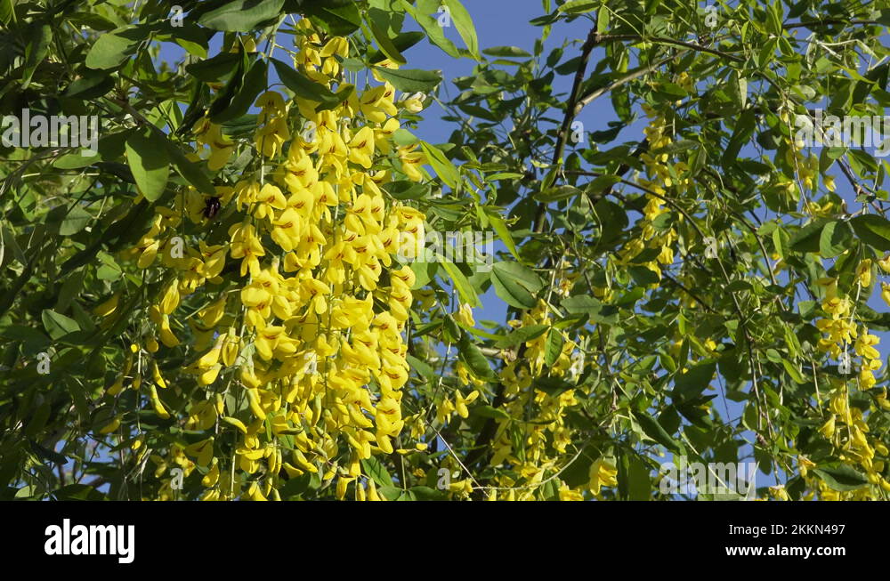 Laburnum tree in flower Stock Videos & Footage - HD and 4K Video Clips ...