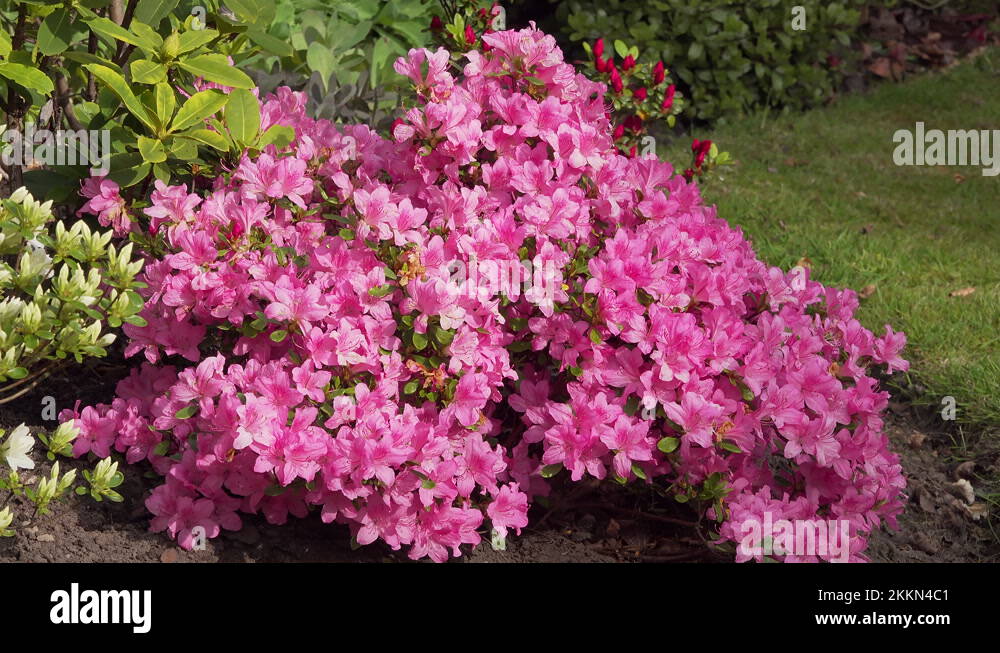 Evergreen garden shrubs Stock Videos & Footage - HD and 4K Video Clips ...