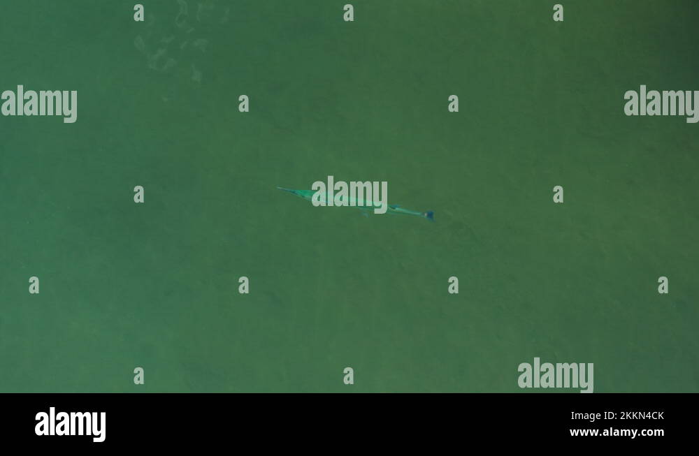 Thin fish Stock Videos & Footage - HD and 4K Video Clips - Alamy