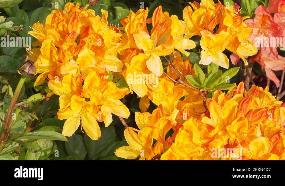 Deciduous shrubs for the garden Stock Videos & Footage - HD and 4K ...