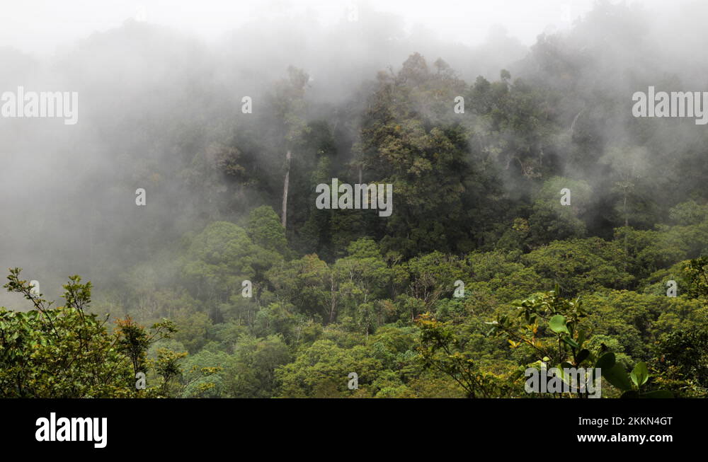 Tropical cloud forest ecosystem Stock Videos & Footage - HD and 4K ...