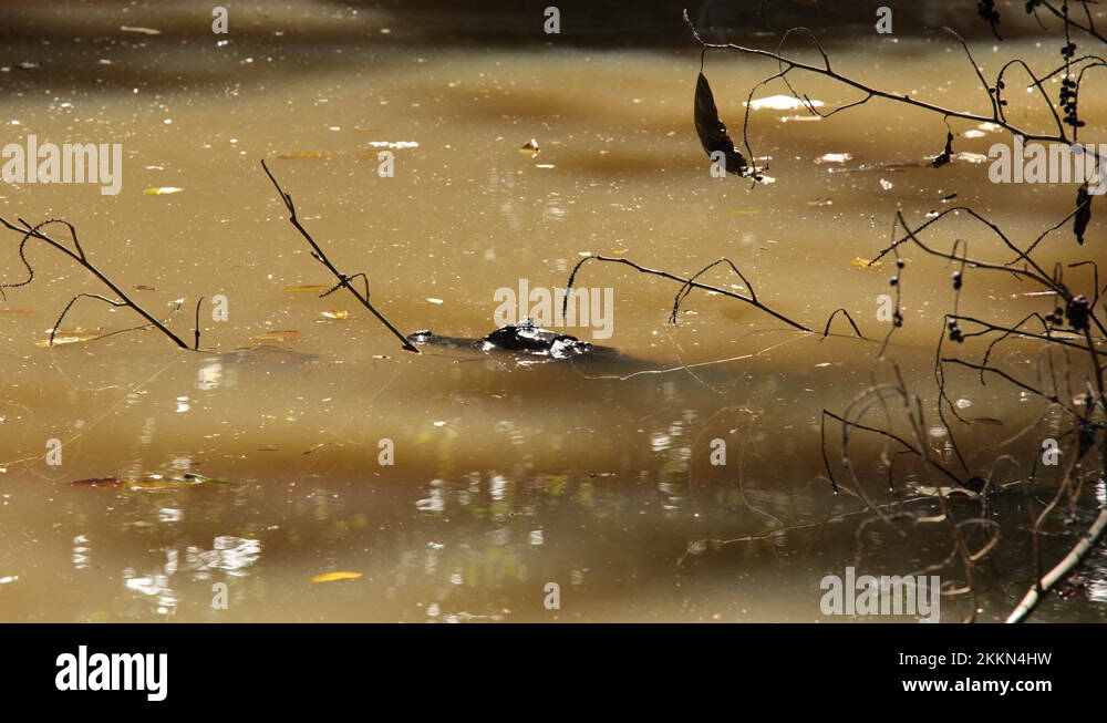 Caiman caiman crocodilus spectacled caiman Stock Videos & Footage - HD ...